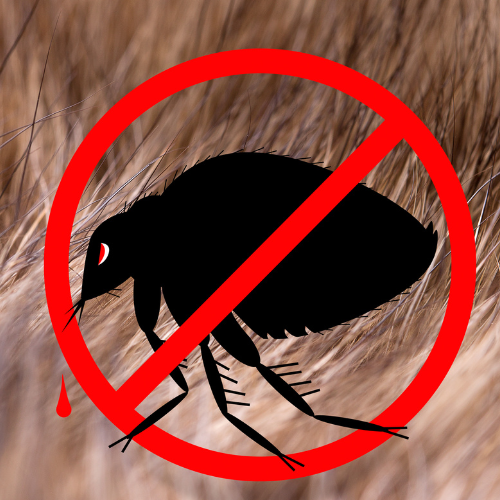 Flea-Proofing Your Home: Tips for Keeping Your Living Spaces Pest-Free