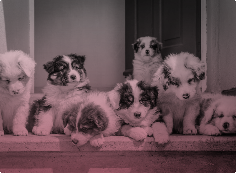 Which dog breed should I get? | Scriptly