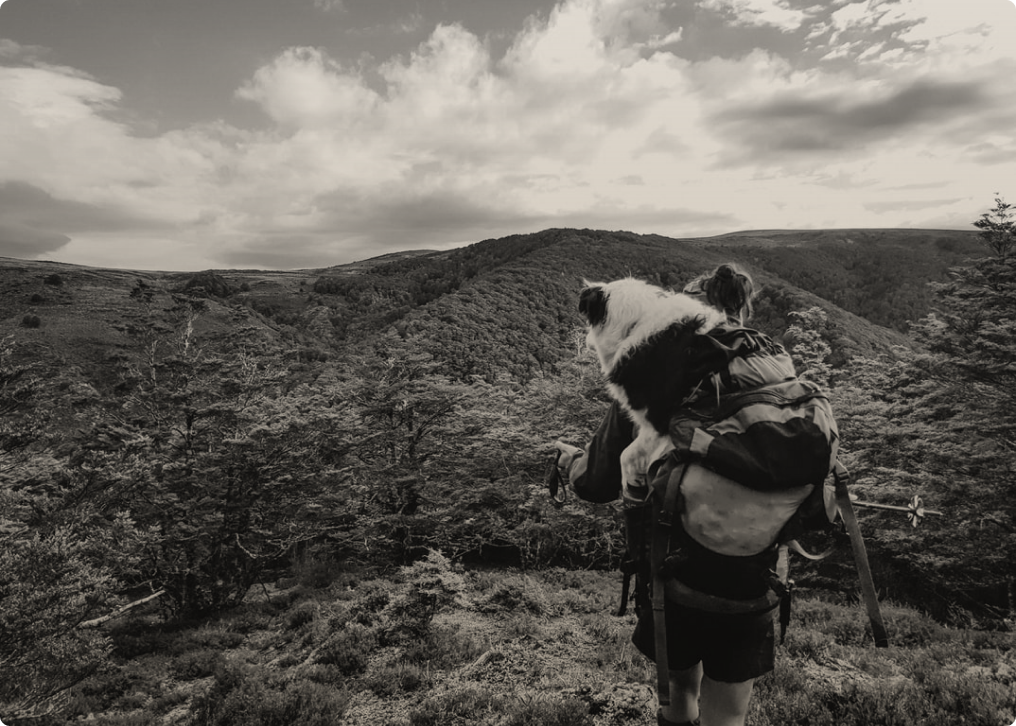 What Does A Tick Look Like On A Dog? | Scriptly